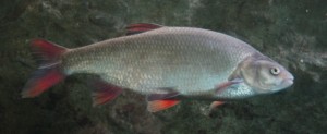 Rotfeder (Scardinius erythrophthalmus) - Vorkommen, Nachwuchs, Futter