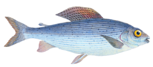 Äsche (Thymallus thymallus) - Lebensraum, Nahrung und Fortpflanzung