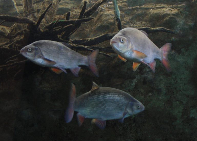 Rotfeder (Scardinius erythrophthalmus) - Vorkommen, Nachwuchs, Futter