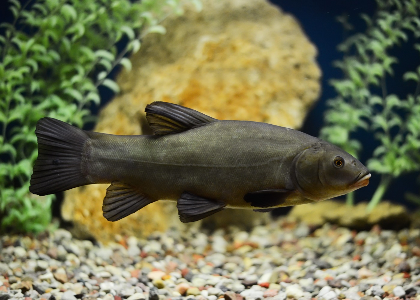 Schleie (Tinca tinca) - Verbreitungsgebiet, Fortpflanzung, Merkmale